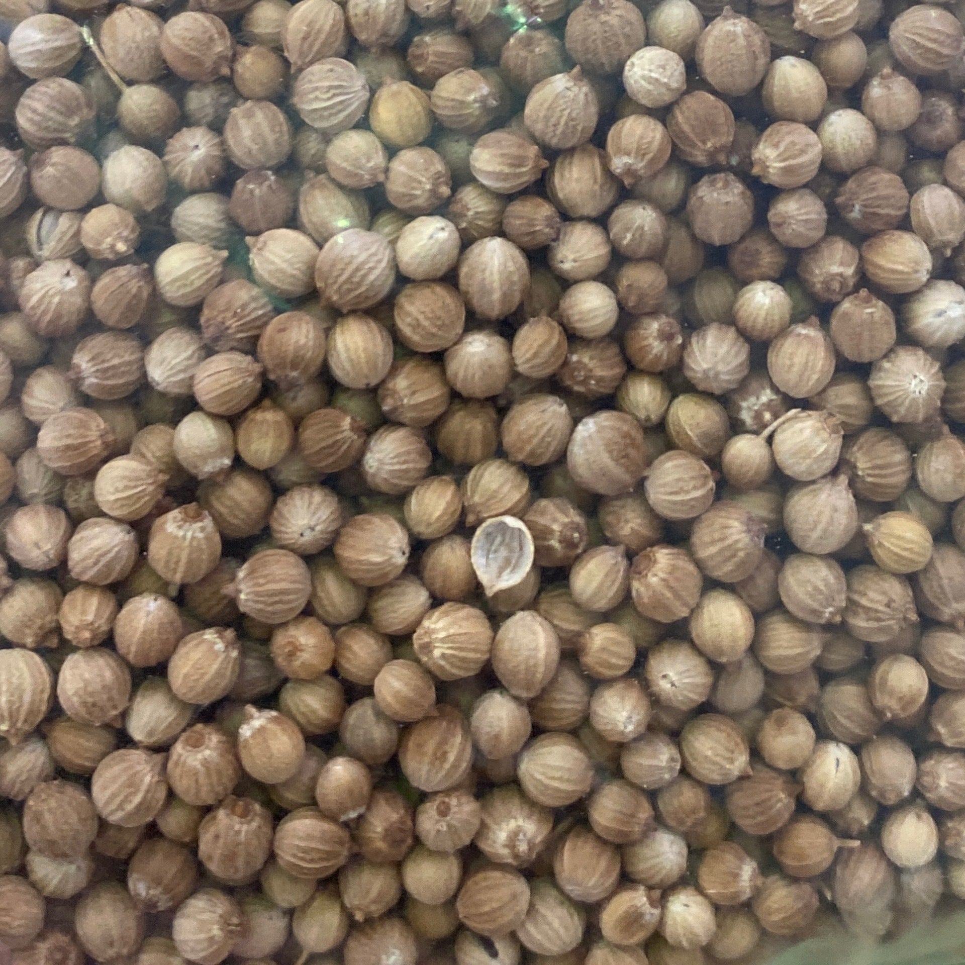 Cilantro Seed | Legendary Greens